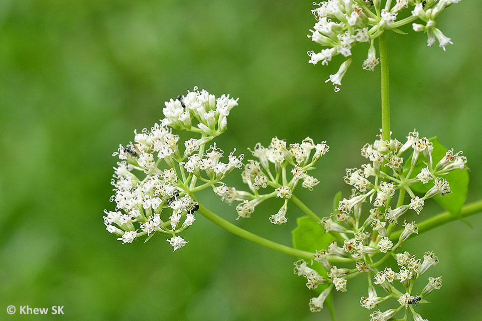 Butterflies of Singapore: Favourite Nectaring Plants #10