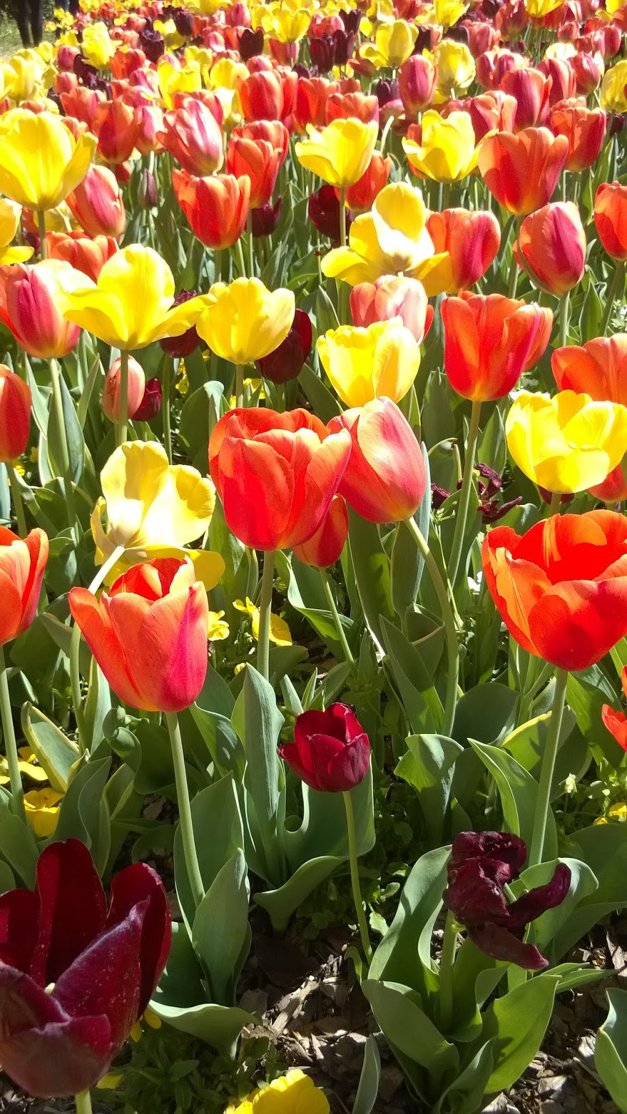 Creative Inclinations