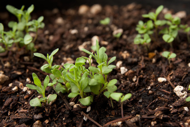 Lavender ~ Adventures in Gardening Pohnpei, Micronesia