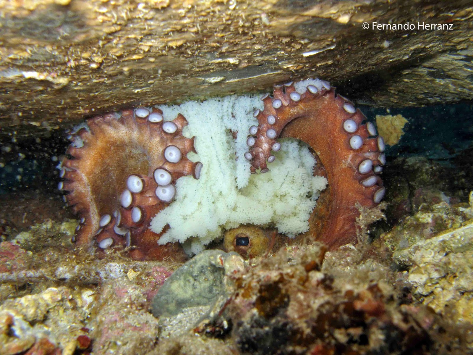 APRENDE y DISFRUTA con las CIENCIAS NATURALES: PULPO COMÚN ...Octopus ...