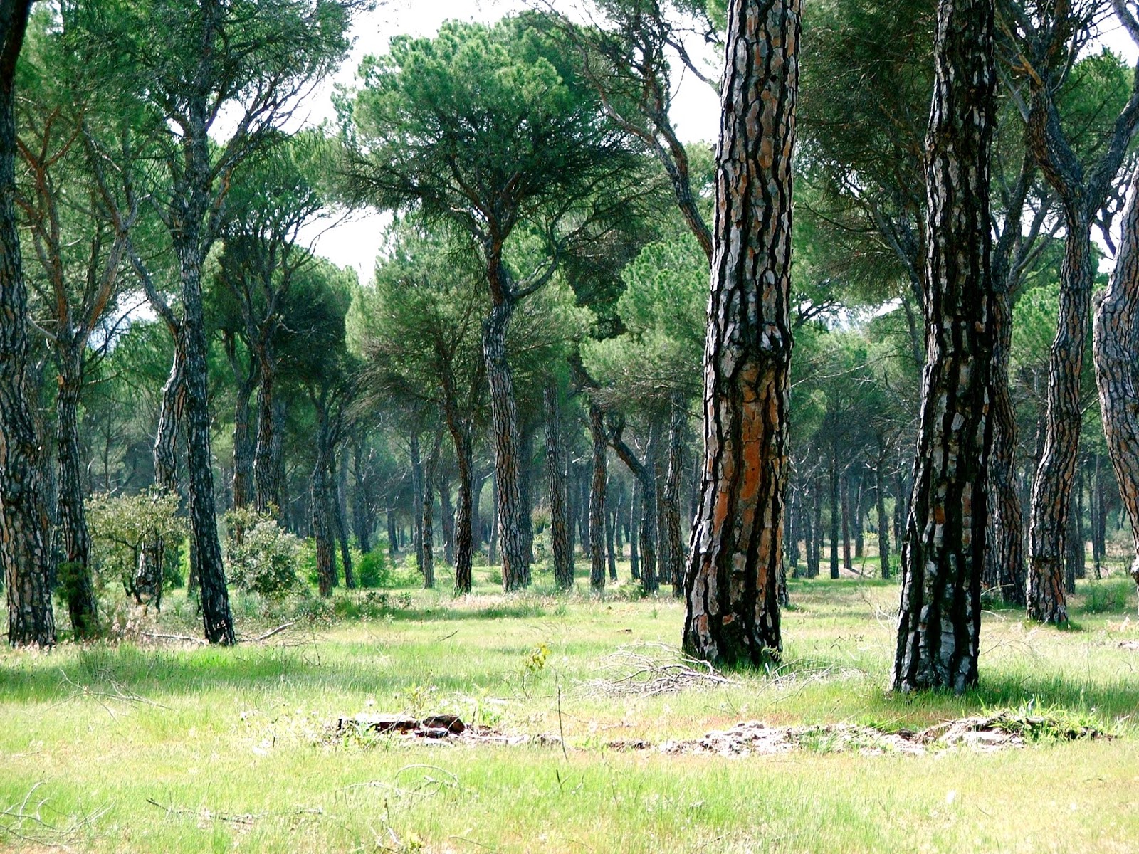 Máster en Nubes: El pinar I) (España, III)