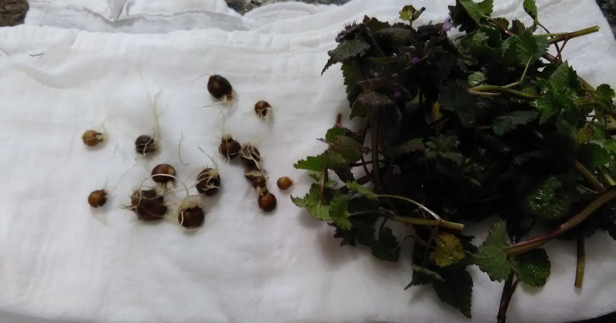 Simply Homemaking: Spring Beauty tubers and Red Henbit - a little ...