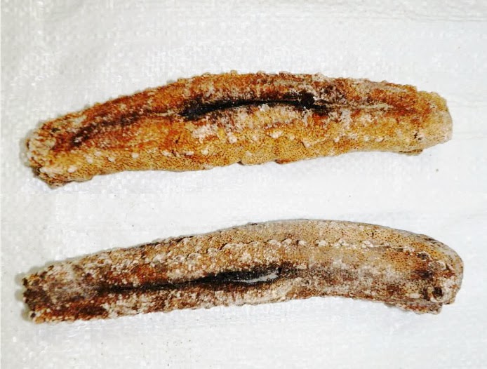 Amberfish - Sea Cucumber - Alfa Enterprises (PVT) Ltd. Welcome to Sri Lanka