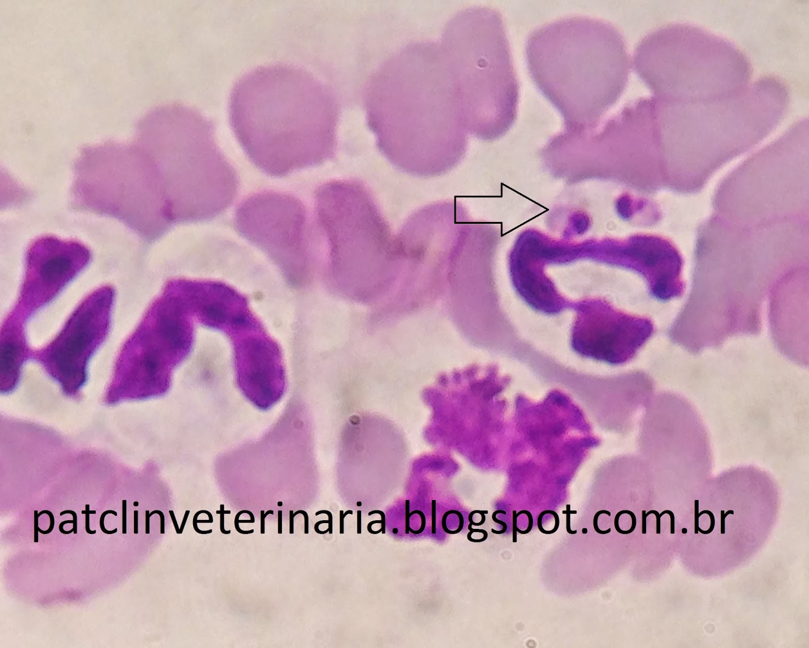 PATOLOGIA CLÍNICA VETERINÁRIA: Amastigotas de Leishmania spp. em sangue ...
