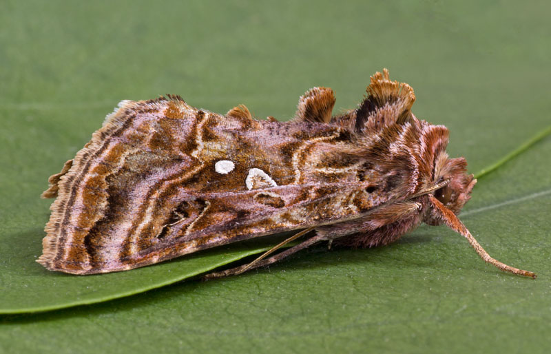 Ian Maton Nature Photography