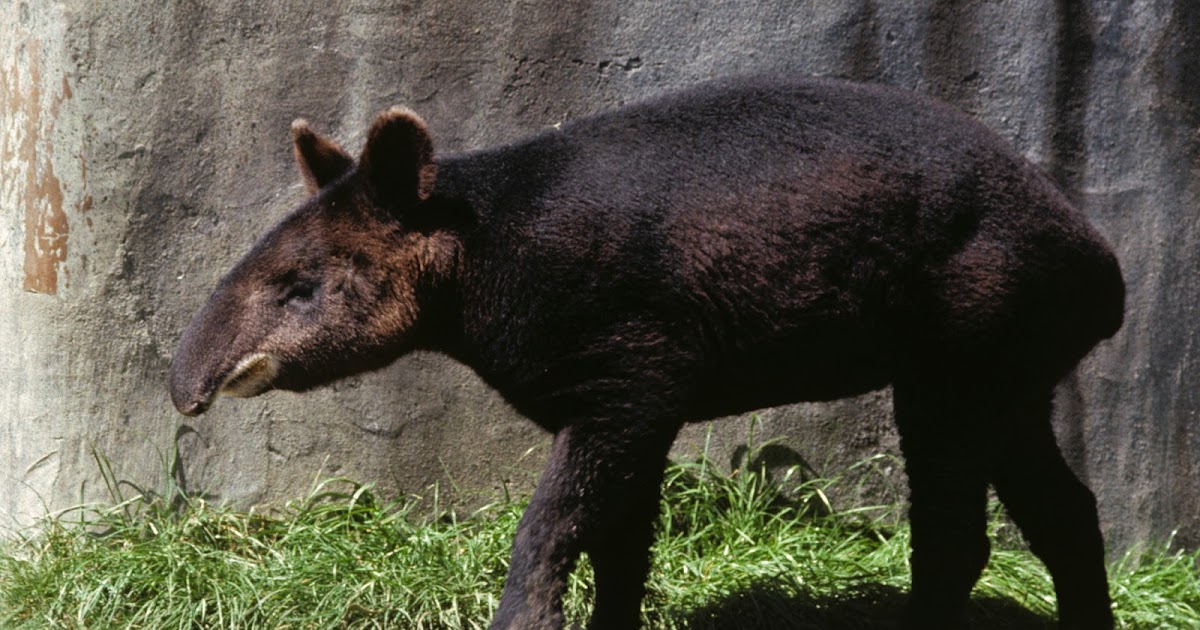 Mountain Tapir - True Wildlife Creatures