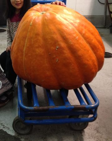 weird vegetables: Somebody Take This Obese Pumpkin, Please!