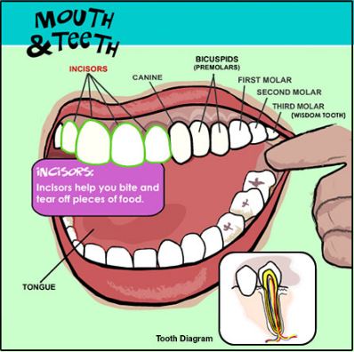 The function of Human teeth - Dental Care