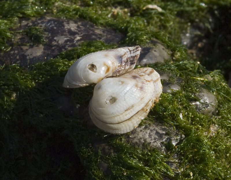 Paseos por la naturaleza: Petricola lithophaga