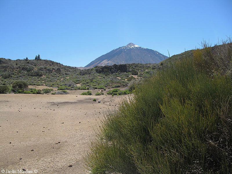 Sangrando en verde: Retama del Teide, blanca como la nieve