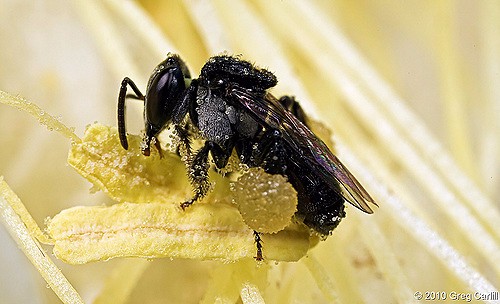 Ngobu Klanceng: Mengenal Lebah Madu Klanceng Trigona