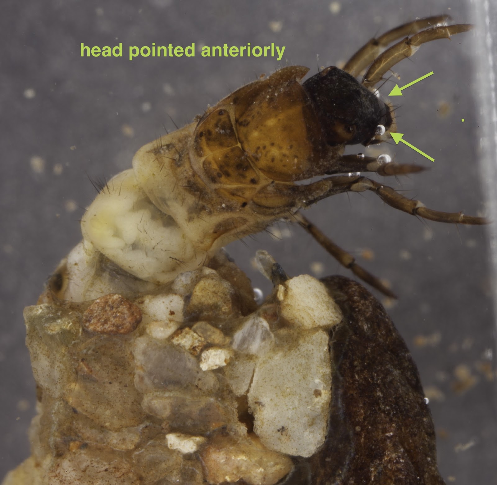 Aquatic Insects of Central Virginia: Another new caddisfly family ...