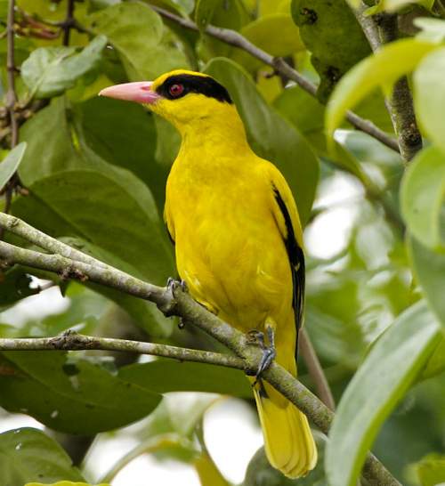 Black-naped oriole images | Birds of India | Bird World