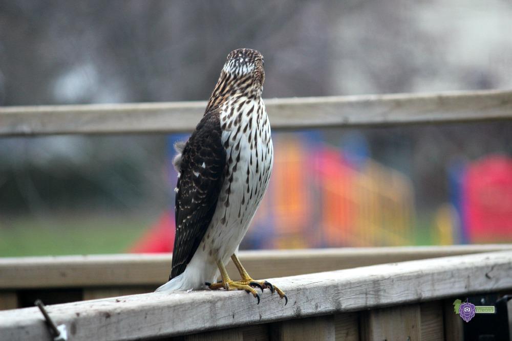 SCG Niagara: The Hawk Has Landed - in the BackYard