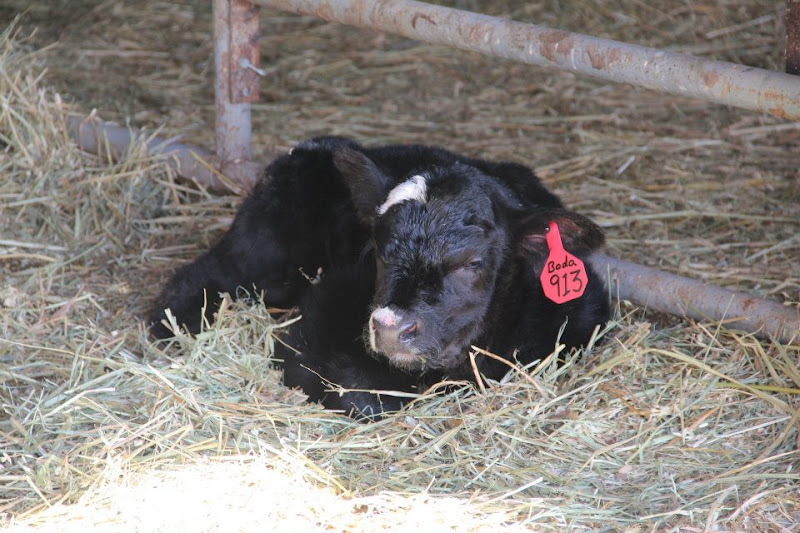 Lautner Farms: Bodacious Bull Calf - WW Cattle - Casper Wyoming