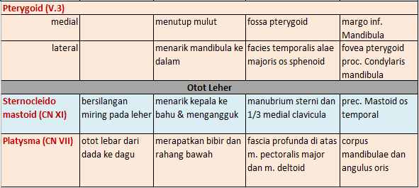 Real Science and Medical Info: Otot Wajah: Lokasi, Aksi, Origo, dan ...