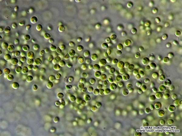 Variety of Life: Ochrophyta