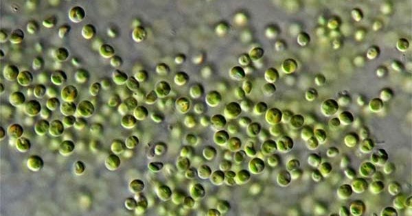 Variety of Life: Ochrophyta