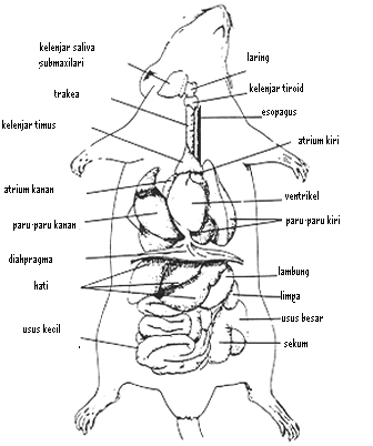 DOKTER HEWAN: anatomi tikus /klinci