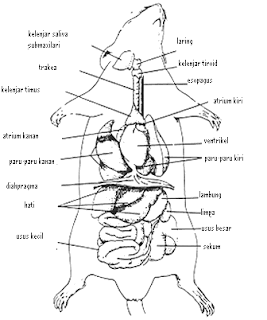 DOKTER HEWAN: anatomi tikus /klinci