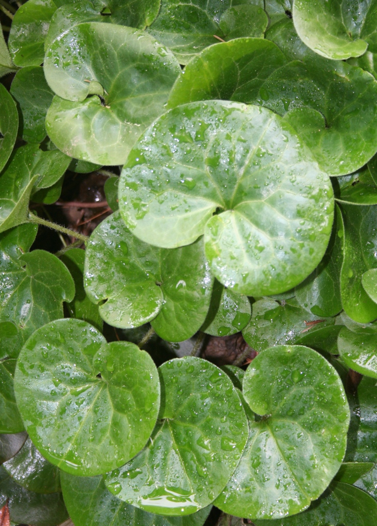 Our Garden Journal: The Wild Gingers