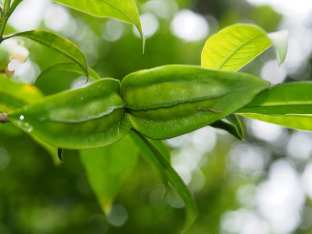 Pure Oxygen Generators: Endemic Plant Pandakaki