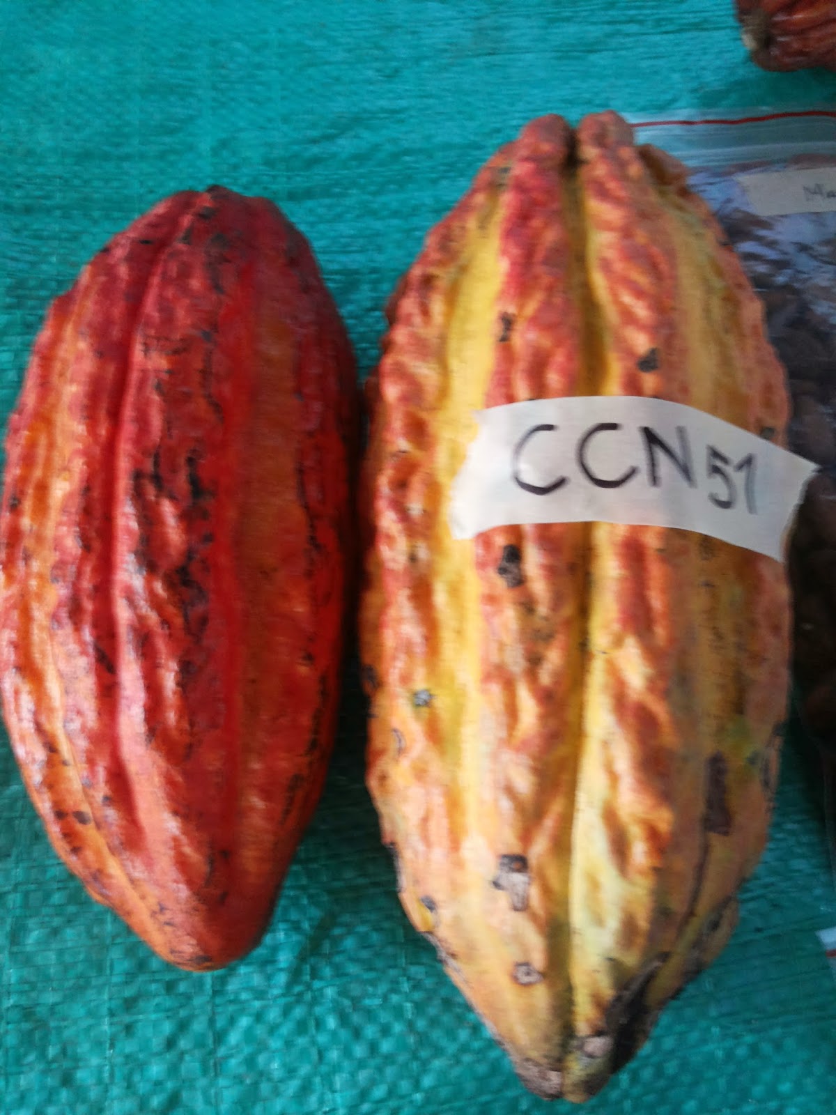Servicios Integrales del Agro.: Mazorcas de clones de cacao productivos.