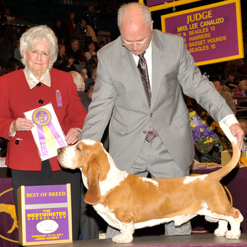 DOG SHOW POOP: WESTMINSTER BASSET, PBGV, & PLOTT