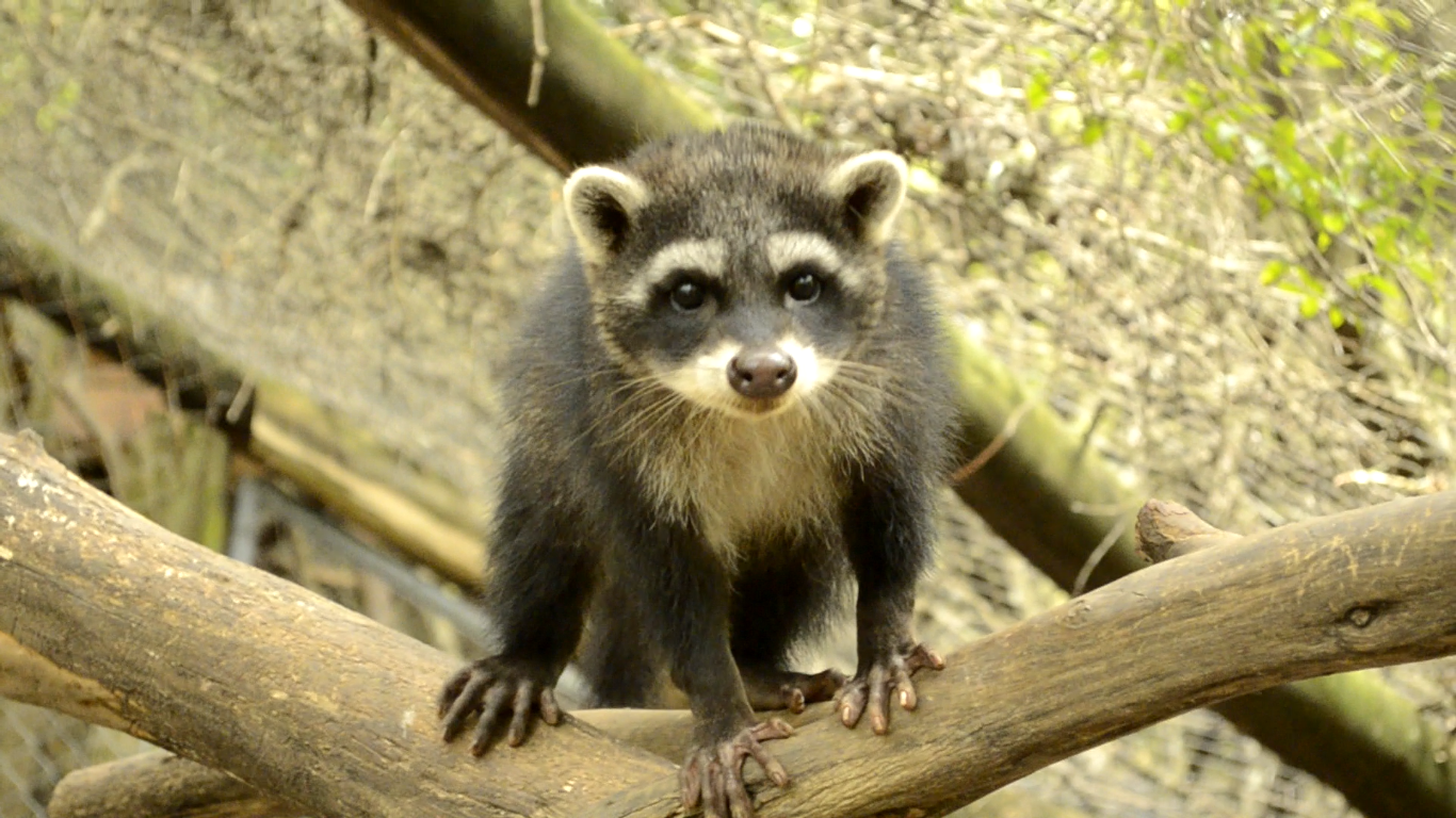 Uruguay y sus curiosidades-Uruguay and its curiosities: CRAB-EATING ...