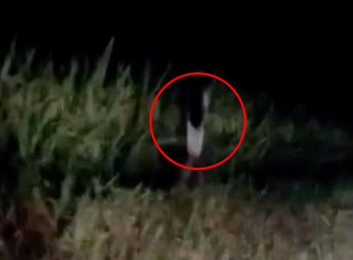 National Paranormal Association: Freaky video claims to capture the ... National Paranormal Association: Freaky video claims to capture the ...