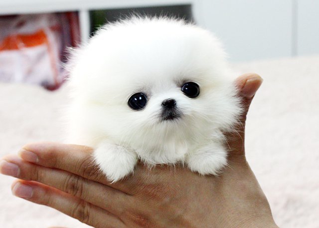 Cute Puppy Dogs: Mini Pomeranian Puppie