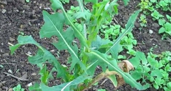 Pentru Suflet: Cel mai bun analgezic natural este o planta care creste ...