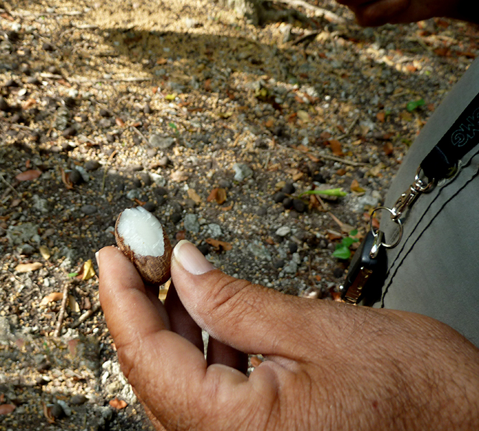 AAA ACCADEMIA AFFAMATI AFFANNATI: Messico. Quintana Roo. Kohunlich e la ...