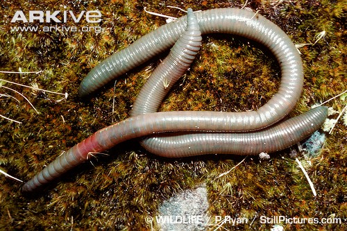 The Giant earthworm - World Unbelievable News