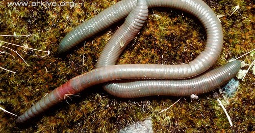 The Giant earthworm - World Unbelievable News