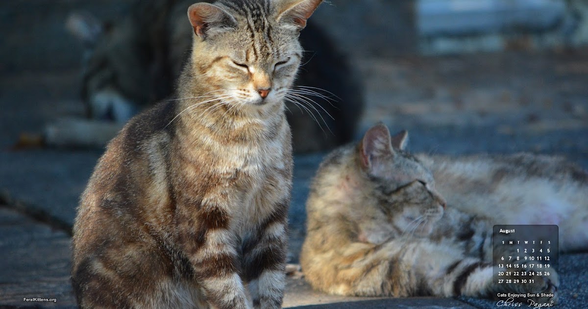 August 2017 Cat of the Month #Wallpaper - animal world