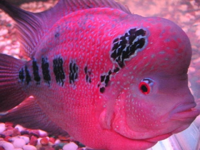 Ikan Lou Han:Hewan Peliharaan