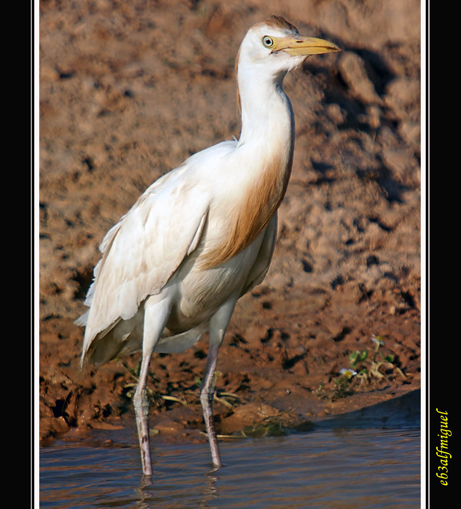 Miguel fotografia: Garcilla bueyera (Bubulcus ibis)