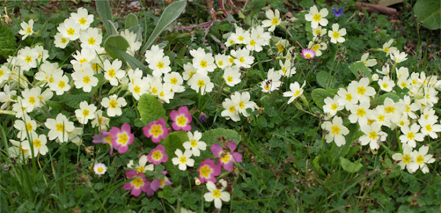 DISFRUTAR CON EL HUERTO Y EL JARDÍN