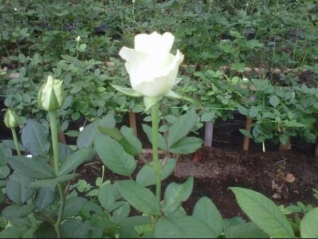 tokobungakarangan: Fungsi dan Makna dari Mawar Berduri