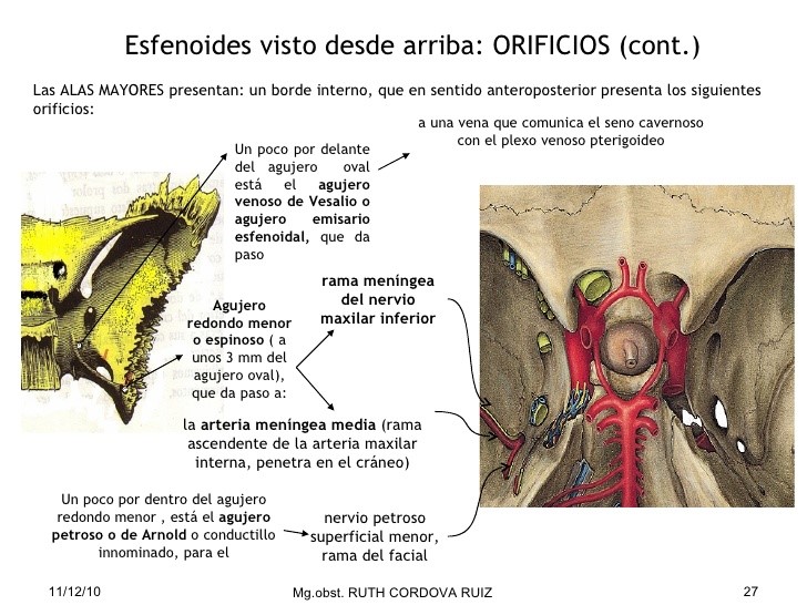ANATOMÍA HUMANA: julio 2018