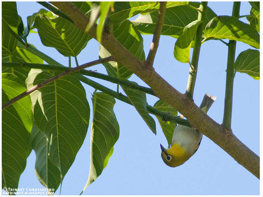 breathing space: Alukon, white-eyes and dinengdeng