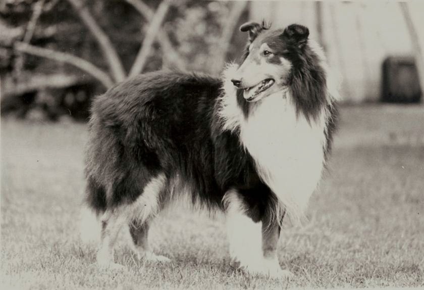 Key West Collies: 400th Post - All Collie Drill Team