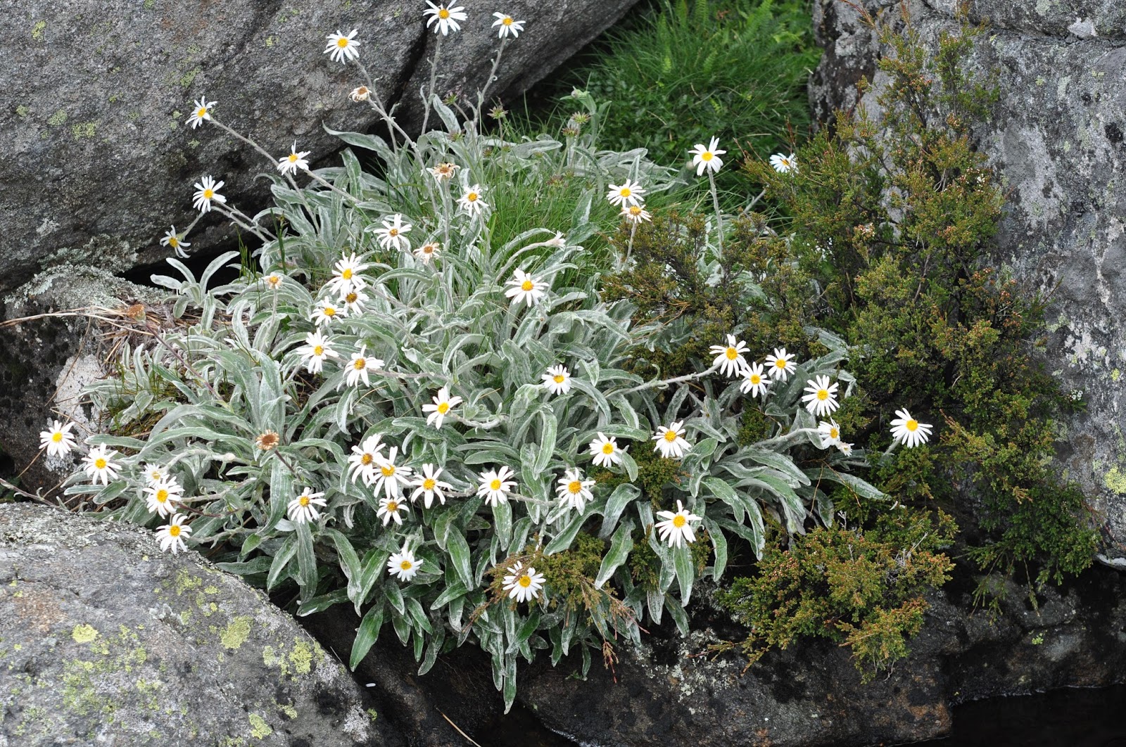 Alpine Garden Society Victorian Group: Australian Alpine Plants