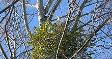Encyclopedia of Trivia: Mistletoe