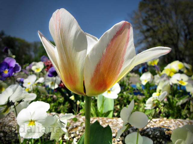 Photographis: True Colors