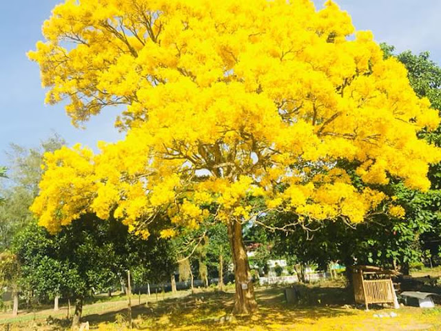 Beautiful Golden Tree in Bukidnon Amazes Netizens