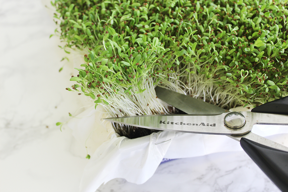 Growing Alfalfa In The Ground