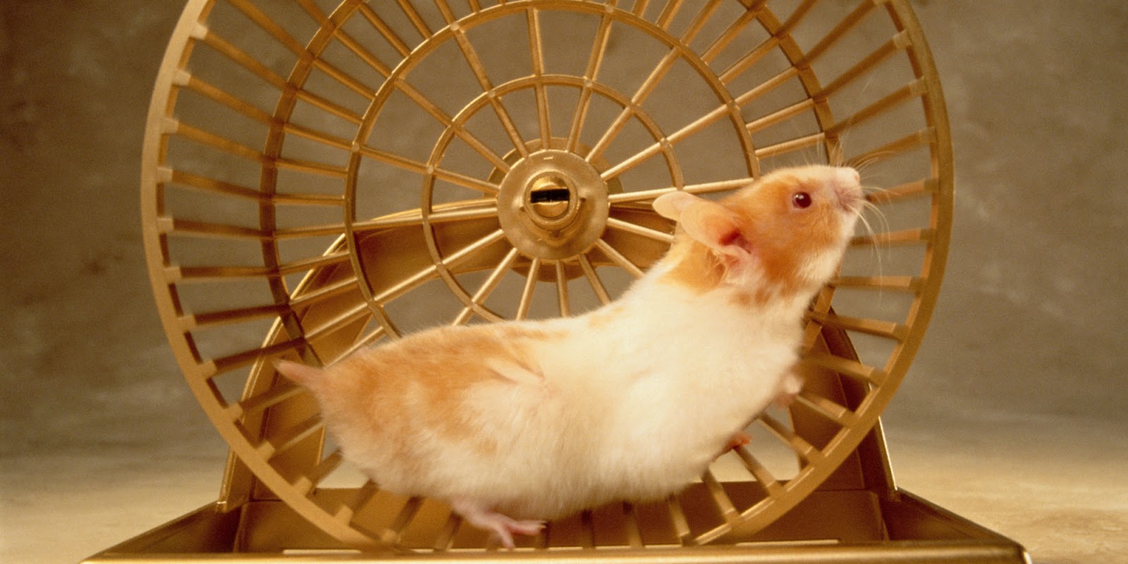 God's Destiny for Me on the Hamster Wheel of Life