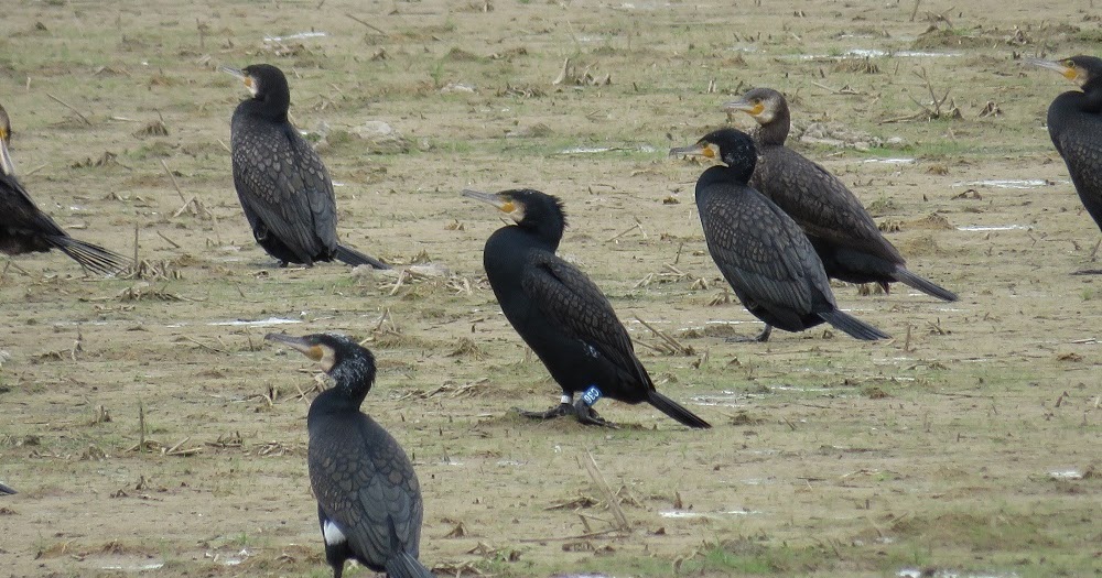 noiteneghra: Jūras krauklis